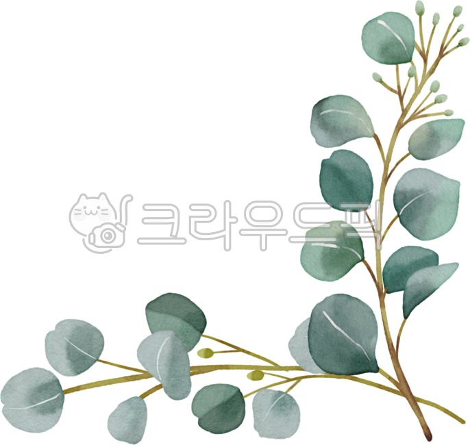 유칼립투스png 유칼립투스잎 유칼립투스수채화 유칼립투스그림 유칼립투스일러스트 사진이미지일러스트캘리그라피 Ok디자인작가