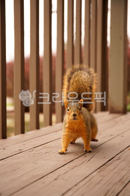 동물, 다람쥐, 청설모, 베란다, 아침, 사진,이미지,일러스트,캘리그라피 - PYTHON7GRIMM작가