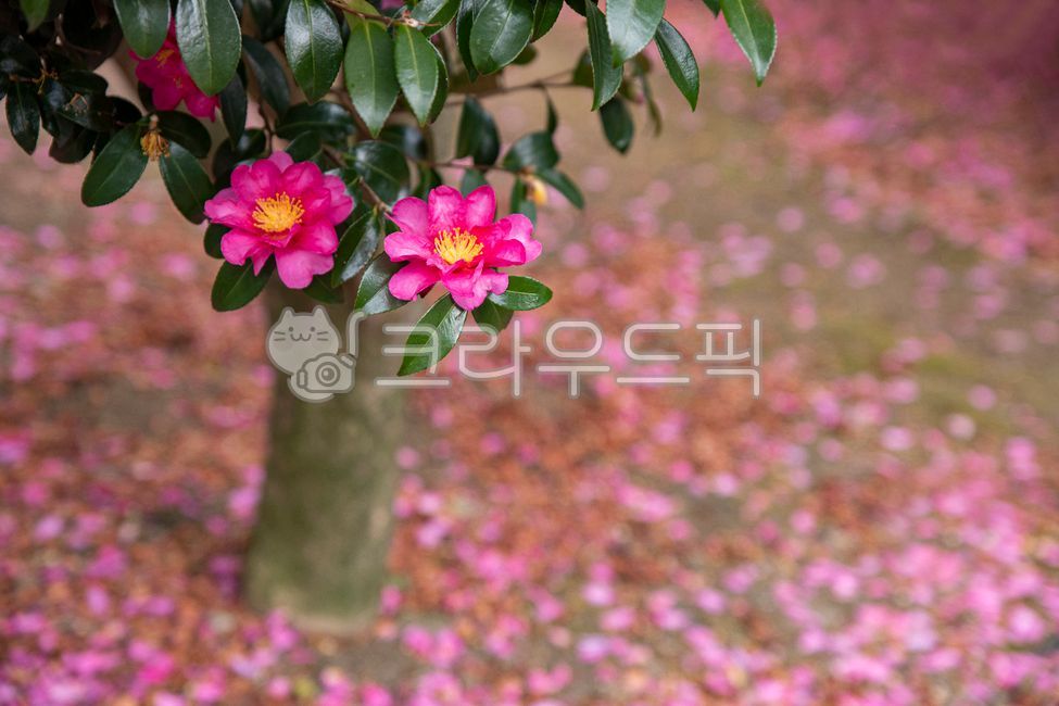 blossom, 꽃, plant, 식물, flower, 사진,이미지,일러스트,캘리그라피 - Martin Shin작가