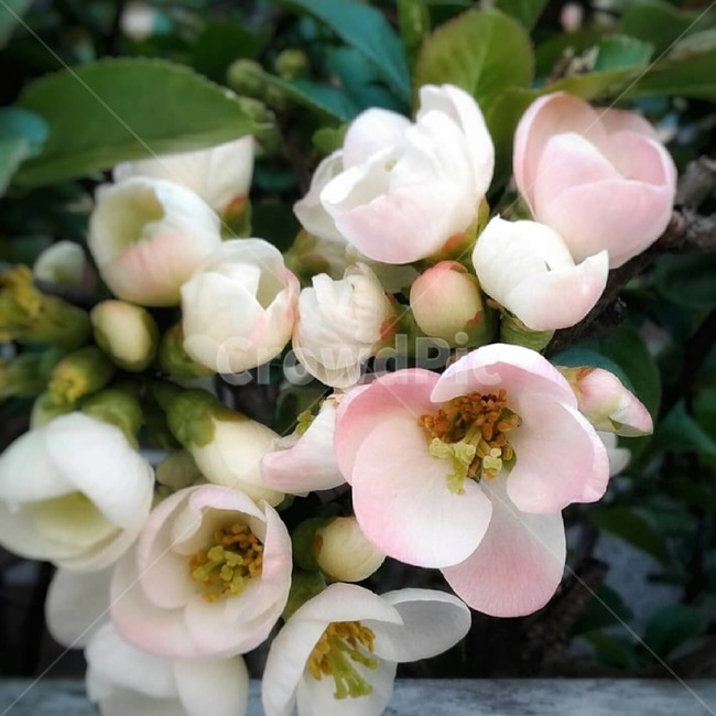 blossom, 꽃, flower, nature, pink, 사진,이미지,일러스트,캘리그라피 - Jade Choi작가