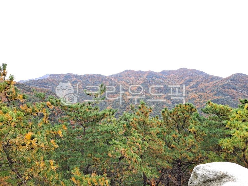 산, mountain, 소나무, pain, 가을, 사진,이미지,일러스트,캘리그라피 - Ndbswldud9549작가