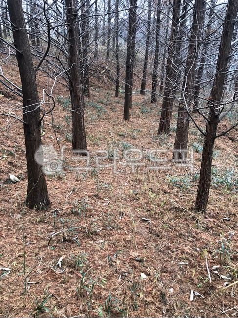 나무, 겨울산, 나무가지, 오솔길, 겨울산행, 사진,이미지,일러스트,캘리그라피 - Ngoddh222작가