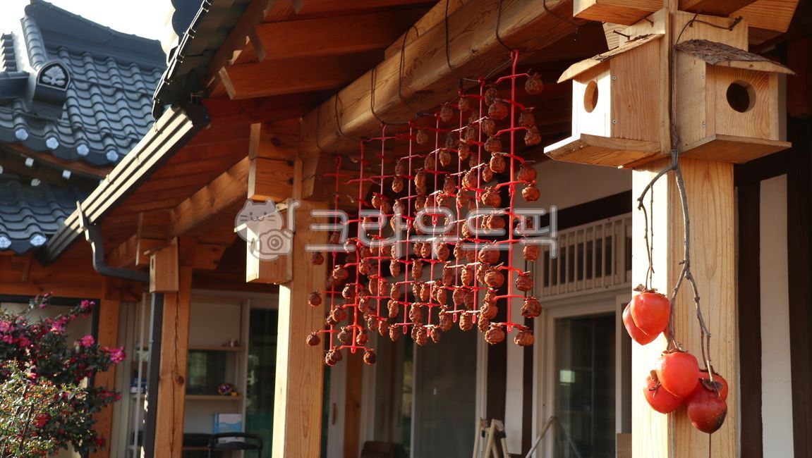 곶감, 곶감말리기, 추석, 가을, 한옥, 사진,이미지,일러스트,캘리그라피 - dydydy작가