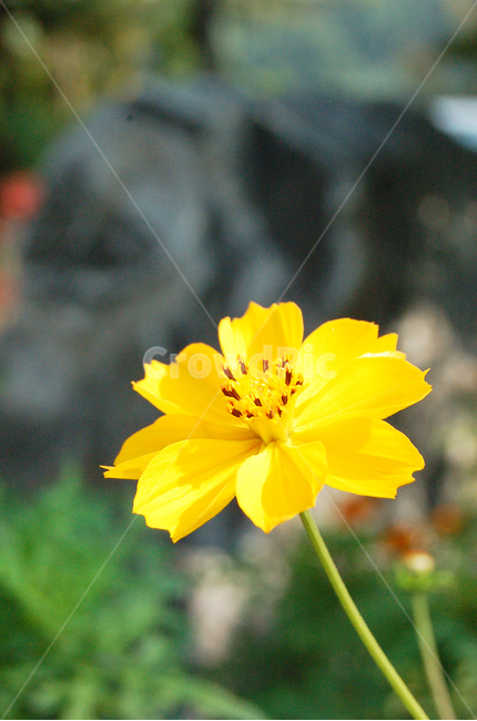 꽃, 한송이, 꽃잎, 봄, 노란꽃, 사진,이미지,일러스트,캘리그라피 - 포엔프작가