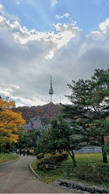 tree, plant, 식물, person, fir, 사진,이미지,일러스트,캘리그라피 - 묘한소녀작가