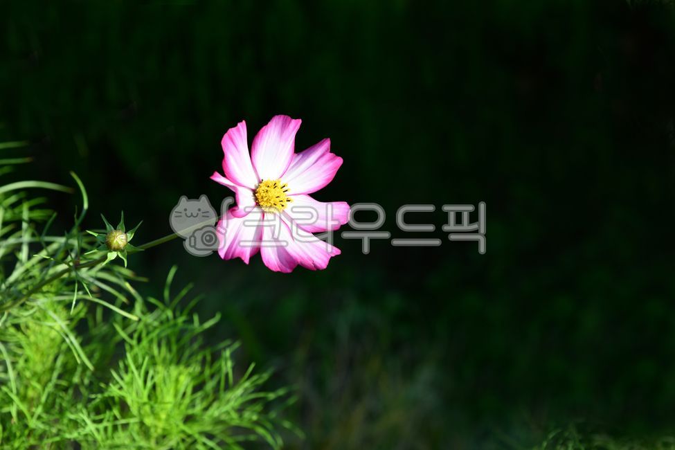 plant, 식물, flower, 꽃, 코스모스, 사진,이미지,일러스트,캘리그라피 - Martin Shin작가