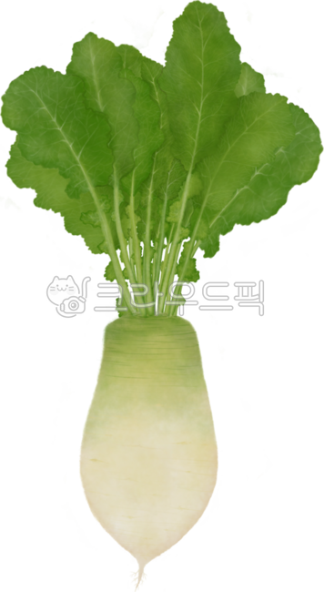 무우일러스트, 무일러스트, 총각무일러스트, 총각무, radish, 사진,이미지,일러스트,캘리그라피 - tunguri작가