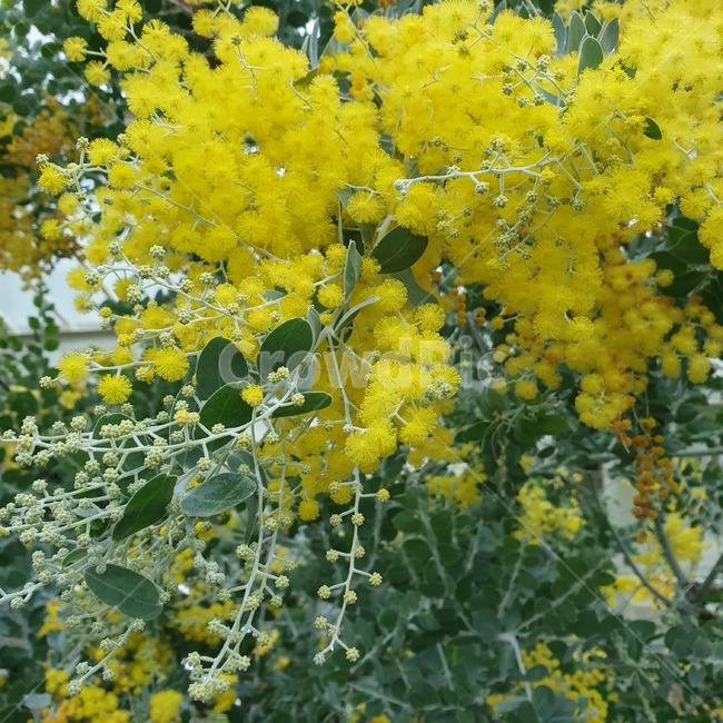 식물, 꽃, 노란꽃, plant, flower, 사진,이미지,일러스트,캘리그라피 - 뇽뇽작가