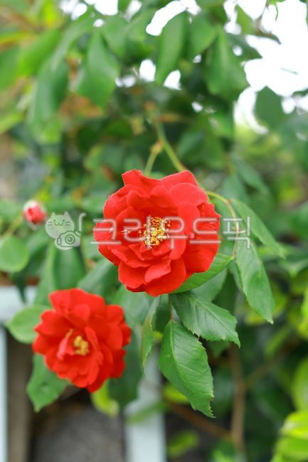 flower, blossom, 꽃, plant, 식물, 사진,이미지,일러스트,캘리그라피 - Zorba작가