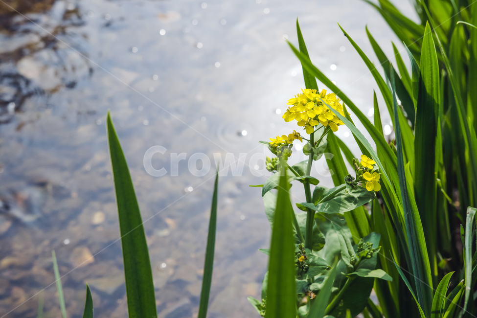 flowers, stream, waling, spring, beautiful, 사진,이미지,일러스트,캘리그라피 - 케니스작가