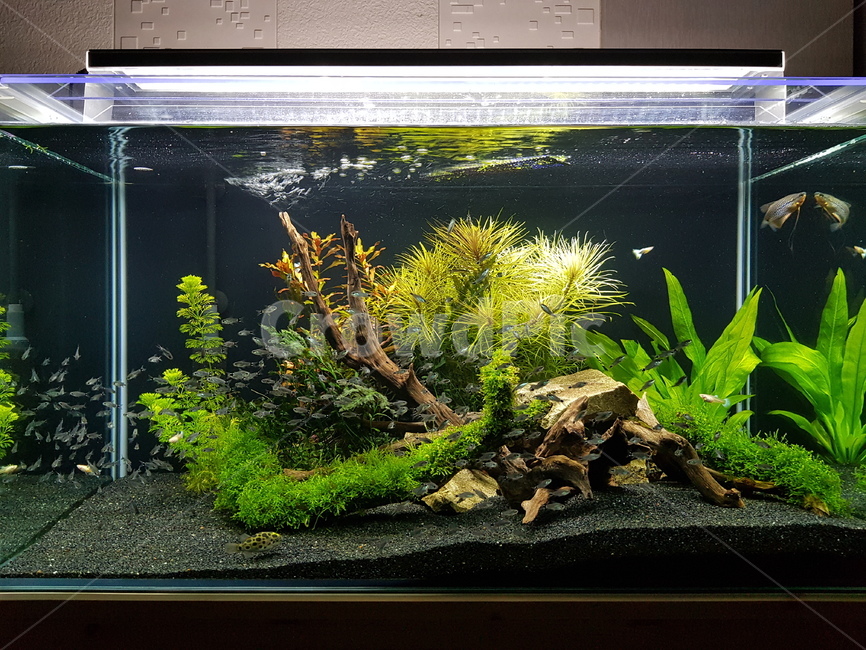 (육지거북 사육정보 1) 육지거북 키우기 준비물 : 네이버 블로그