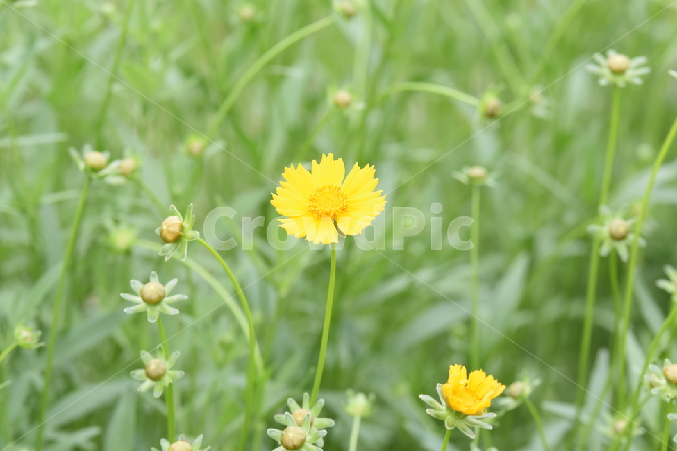 식물, 꽃, 금계국, 노란꽃, 노랑색, 사진,이미지,일러스트,캘리그라피 - Nddududu작가