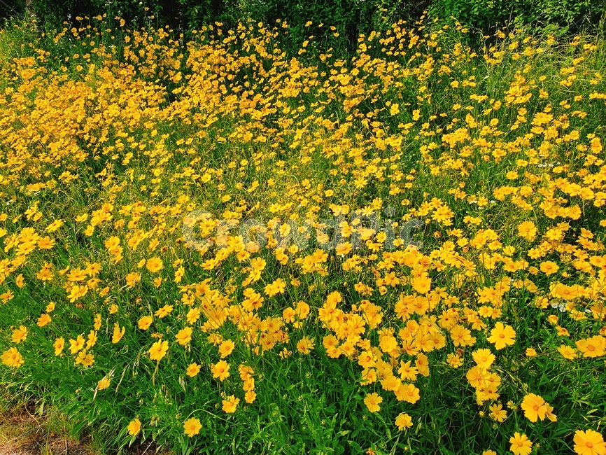 금계국, 노란꽃, yellow, green, 꽃밭, 사진,이미지,일러스트,캘리그라피 - Neva28작가