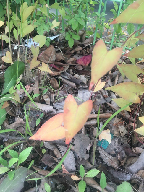 plant, 아라세아, blossom, 식물, flower, 사진,이미지,일러스트,캘리그라피 - BANDAL작가