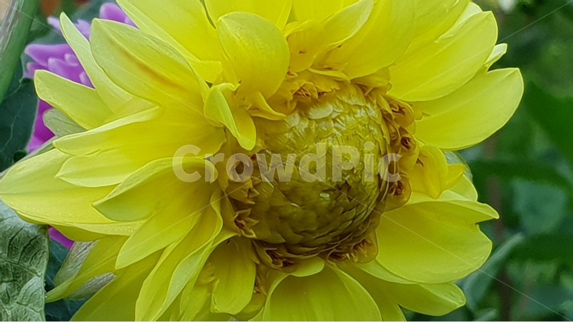 beautifulflowers, dalaria, nature, plant, 아름다운꽃, 사진,이미지,일러스트,캘리그라피 ...