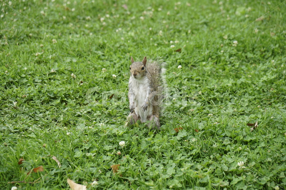 청설모, 귀요미, 다람쥐, 설치류, 미국동물, 사진,이미지,일러스트,캘리그라피 - Njunsang2514작가