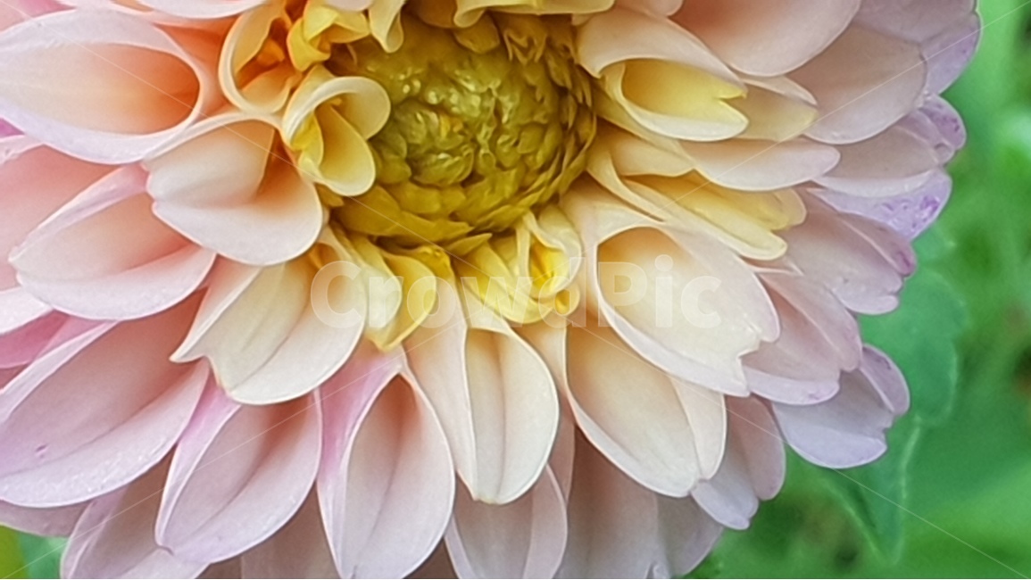 beautifulflowers, dalaria, nature, plant, 아름다운꽃, 사진,이미지,일러스트,캘리그라피 ...