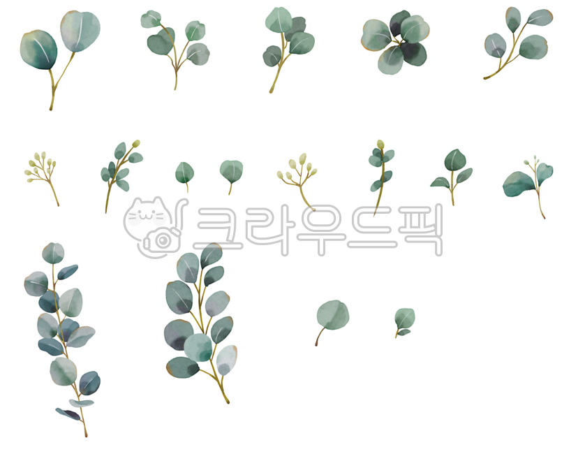 유칼립투스png 유칼립투스잎 유칼립투스수채화 유칼립투스그림 유칼립투스일러스트 사진이미지일러스트캘리그라피 Ok디자인작가