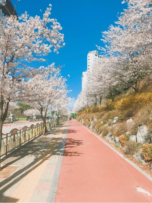 plant, 식물, cherryblossom, blossom, flower, 사진,이미지,일러스트,캘리그라피 - Kade작가