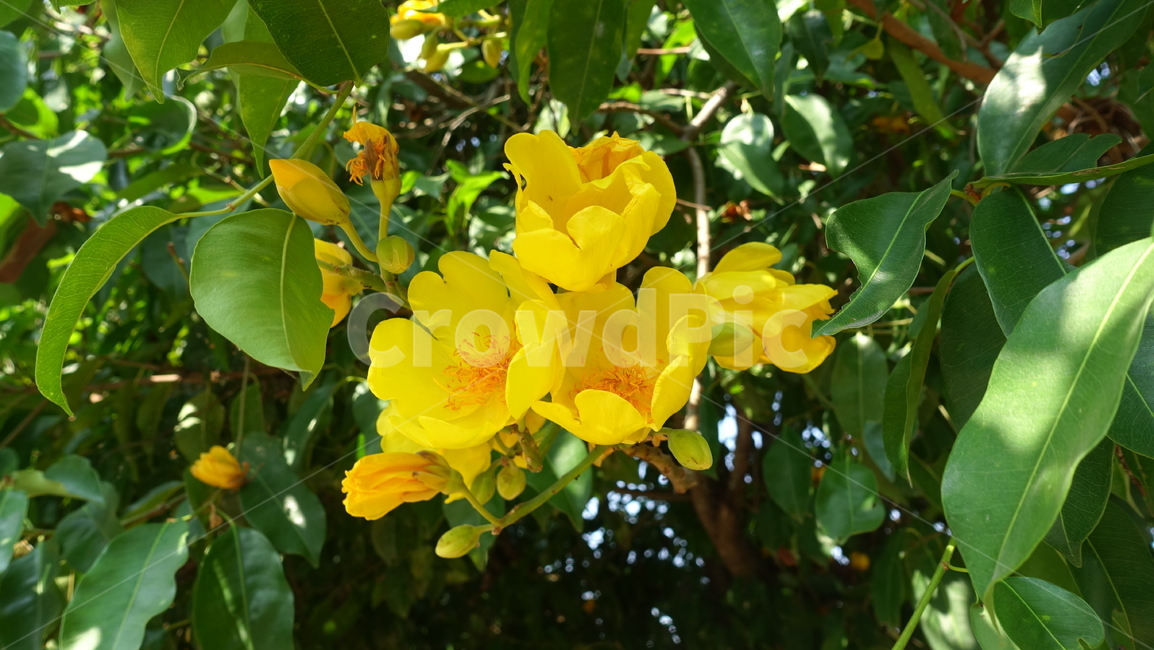 꽃, flower, plant, 식물, 노란꽃, 사진,이미지,일러스트,캘리그라피 - LIA작가