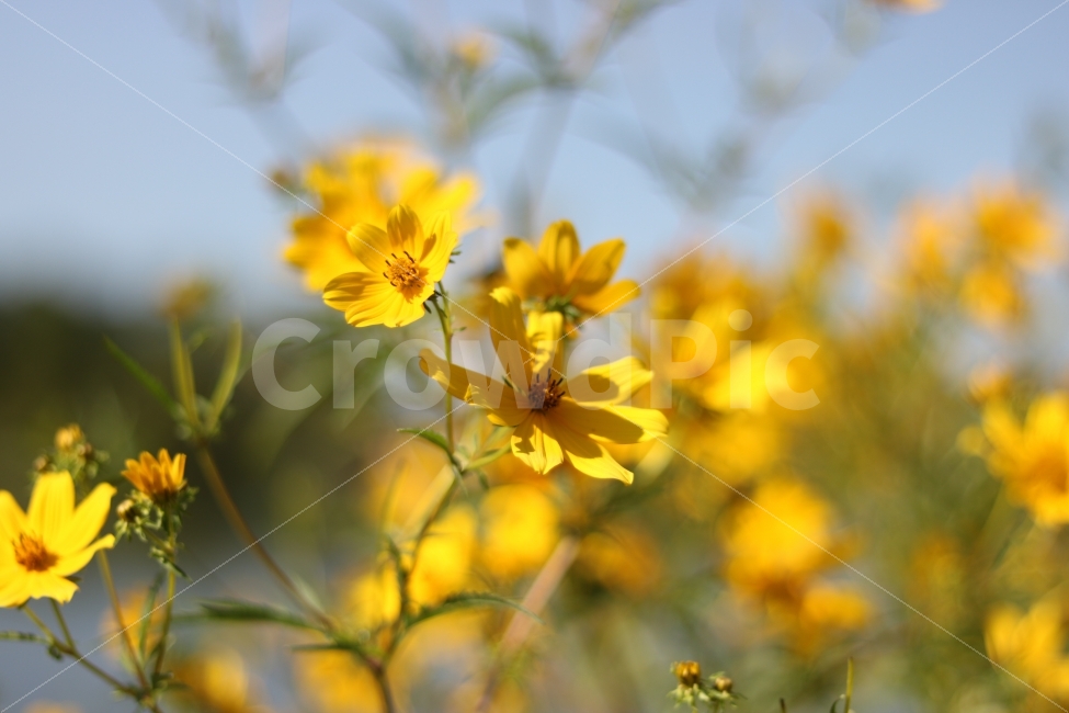 노란색꽃, 노란꽃, 노란색, 꽃, 자연, 사진,이미지,일러스트,캘리그라피 - Cube작가