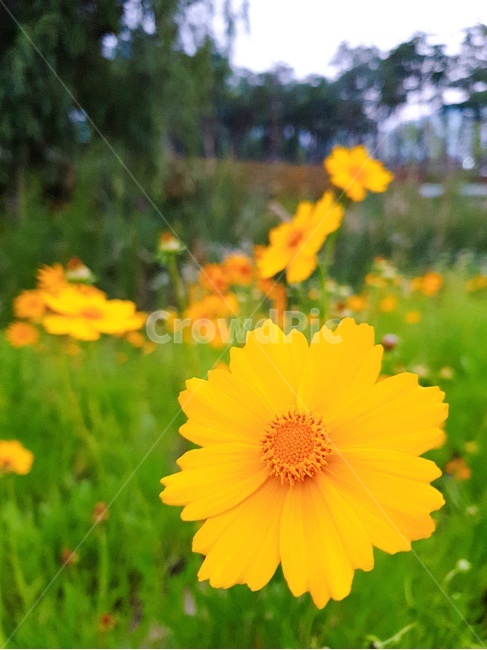 꽃, 공원, 여름, 식물, 노란꽃, 사진,이미지,일러스트,캘리그라피 - 0918작가