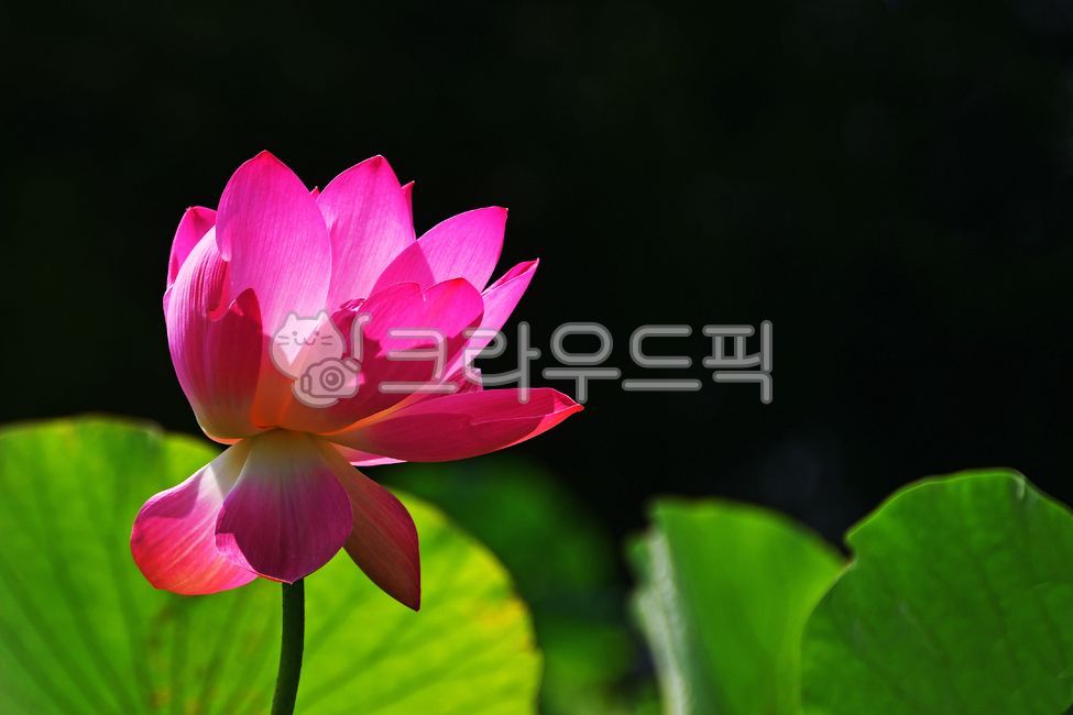 plant, 식물, flower, 꽃, blossom, 사진,이미지,일러스트,캘리그라피 - Martin Shin작가
