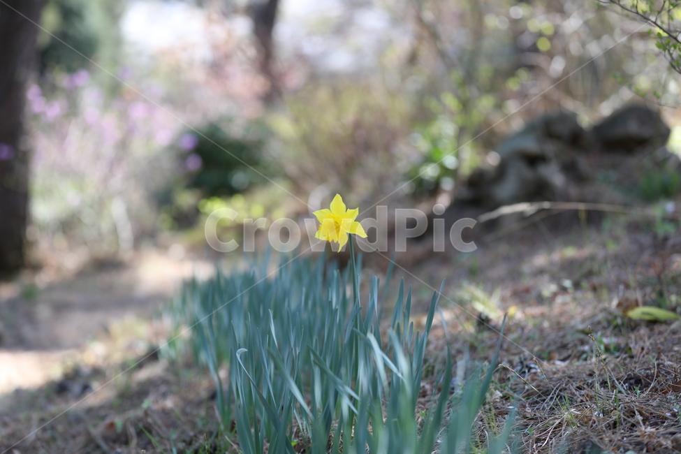 봄꽃, 봄, flower, springfield, 수선화, 사진,이미지,일러스트,캘리그라피 - 담끼작가