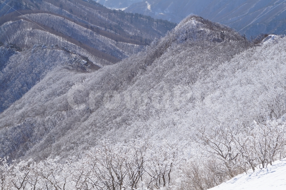 겨울, 겨울산, 풍경, 소백산, 눈꽃, 사진,이미지,일러스트,캘리그라피 - hyeoni작가