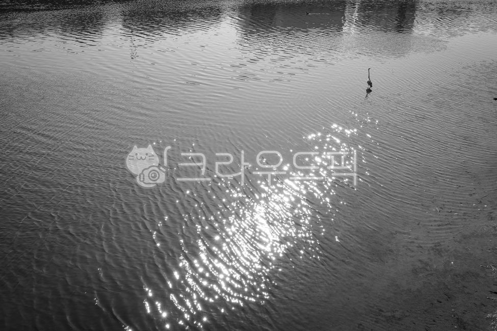 두루미, 학, redcrownedcrane, water, 물, 사진,이미지,일러스트,캘리그라피 - NShoulder작가
