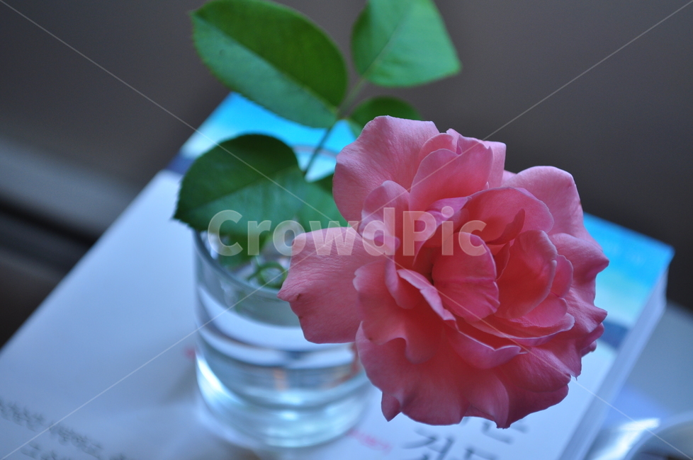 mundane, 장미, rose, flower, pinkflower, 사진,이미지,일러스트,캘리그라피 - 사소한 표현작가