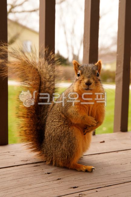동물, 다람쥐, 청설모, 베란다, 아침, 사진,이미지,일러스트,캘리그라피 - PYTHON7GRIMM작가