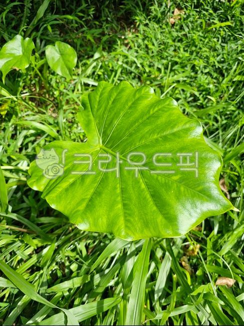 자연, 나무, 풀잎, 넓은잎, 나뭇잎, 사진,이미지,일러스트,캘리그라피 - jimall작가