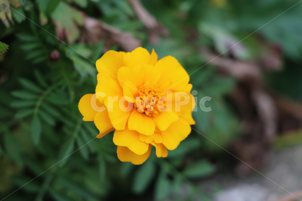 꽃, 자연, 노란꽃, 식물, 들꽃, 사진,이미지,일러스트,캘리그라피 - Lee82작가