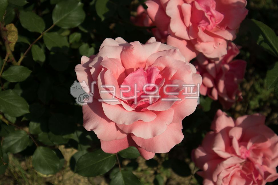 장미, 둡트로쉬, 꽃, rose, duftrausch, 사진,이미지,일러스트,캘리그라피 - tion작가
