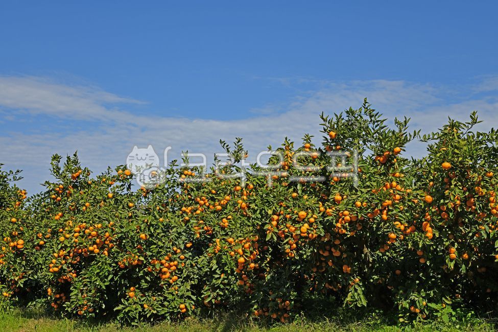 감귤류과일, 과수원, fruit, citrusfruit, food, 사진,이미지,일러스트,캘리그라피 - Martin Shin작가