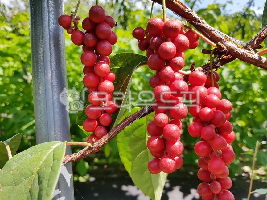 Fruit 과일 특용작물 오미자 오미자열매 사진 이미지 일러스트 캘리그라피 등이 푸른 자유작가
