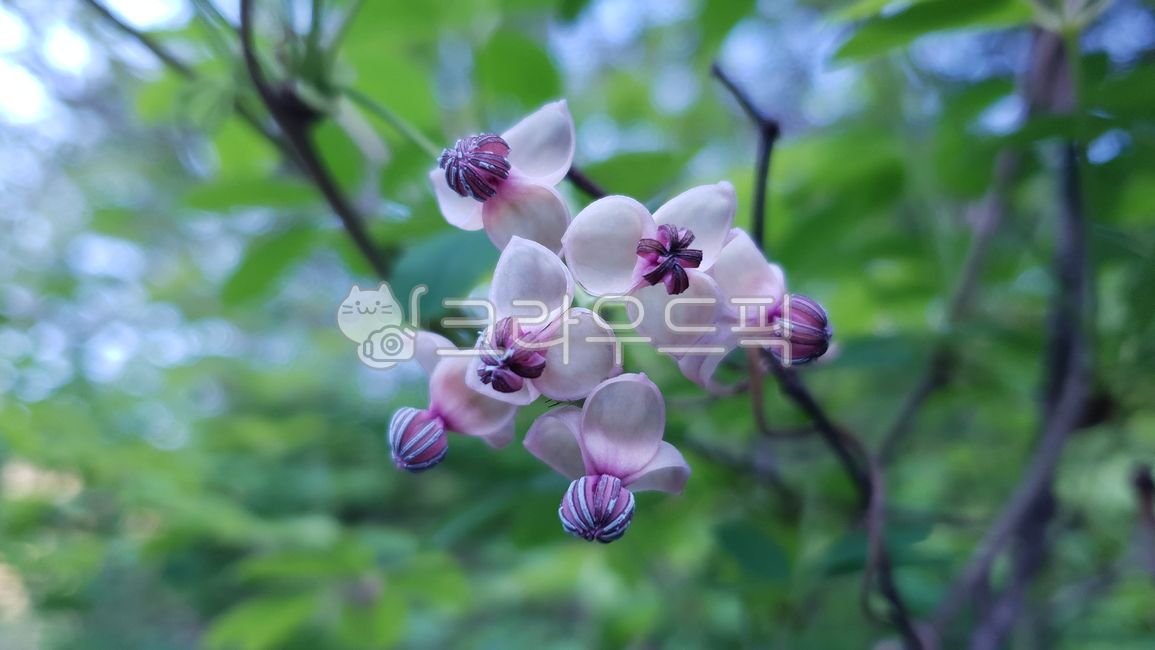 자연, natural, nature, purity, 식물, 사진,이미지,일러스트,캘리그라피 - 낙서쟁이작가