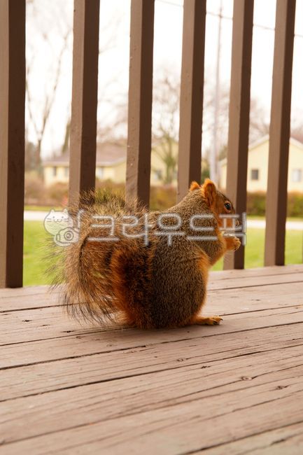 동물, 다람쥐, 청설모, 베란다, 아침, 사진,이미지,일러스트,캘리그라피 - PYTHON7GRIMM작가