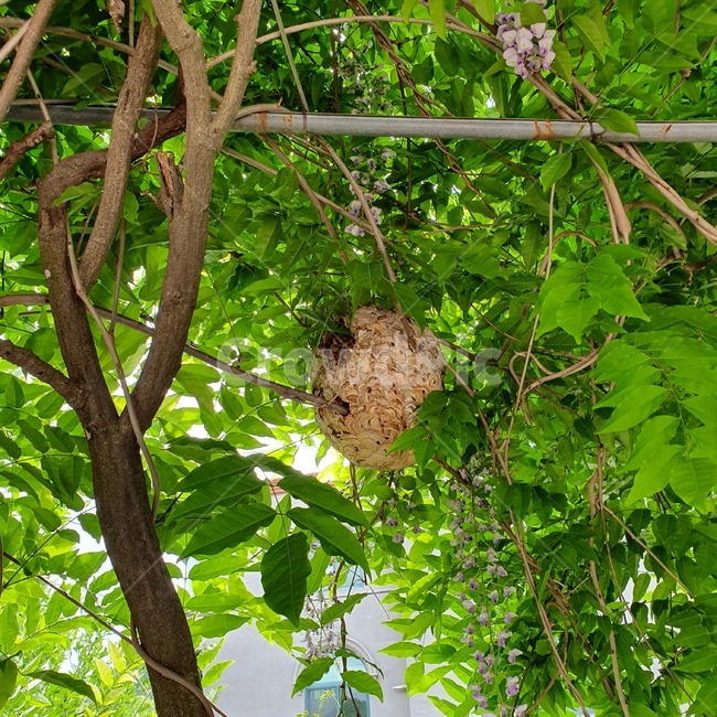 벌집, 벌, 나무에벌집, 나무, bee, 사진,이미지,일러스트,캘리그라피 - Nmi0420019작가