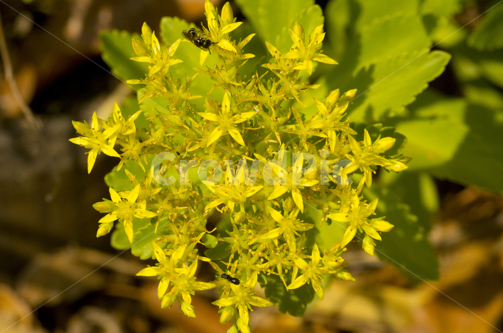 노란꽃, 노랑꽃, 꽃, 여름, 여름꽃, 사진,이미지,일러스트,캘리그라피 - Naturis작가