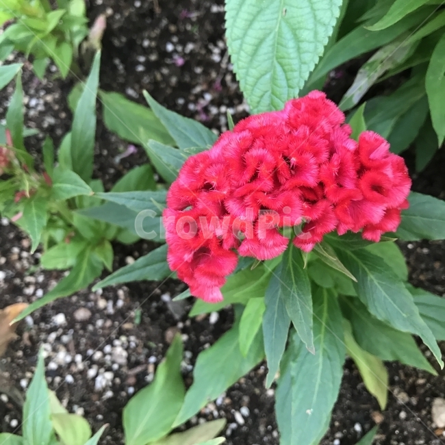 맨드라미, 주먹맨드라미, Cockscomb, Cockscome, 비름과, 사진,이미지,일러스트,캘리그라피 - YOUME작가