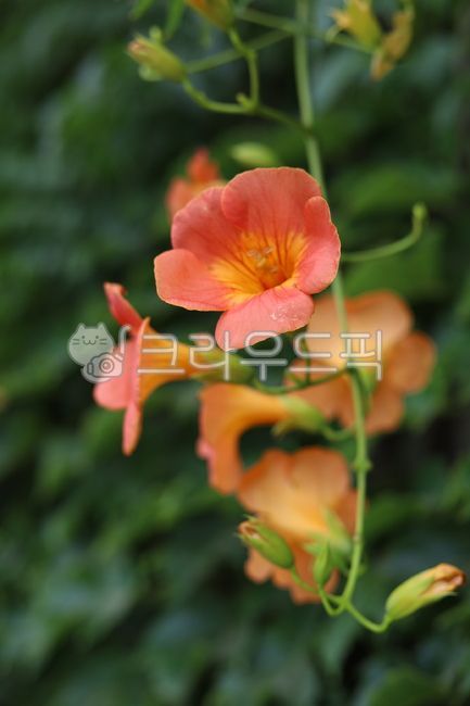 식물, flower, 꽃, plant, digestion, 사진,이미지,일러스트,캘리그라피 - moodbeige작가