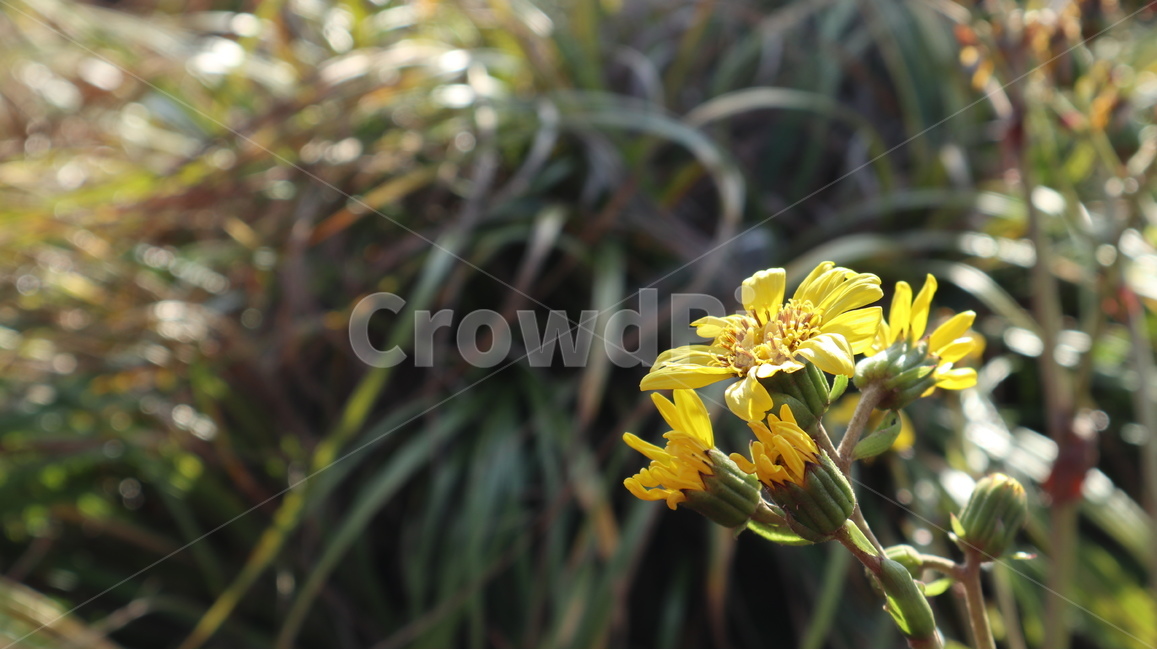 꽃, 들꽃, 노란색, 봄, 풍경, 사진,이미지,일러스트,캘리그라피 - 미니슈작가
