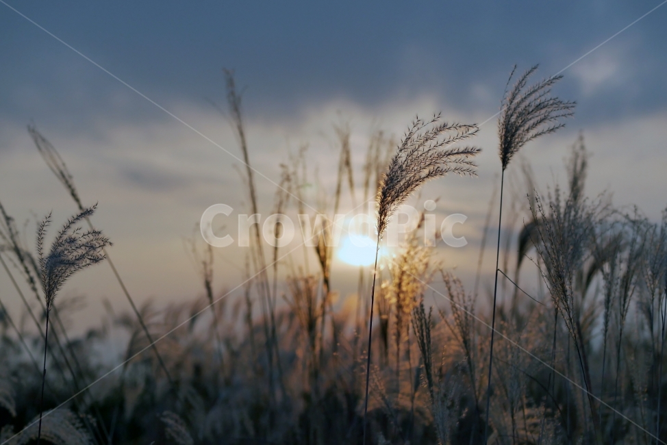 하늘공원, 일몰, 억새, 바탕화면, 풍경, 사진,이미지,일러스트,캘리그라피 - FMoon작가