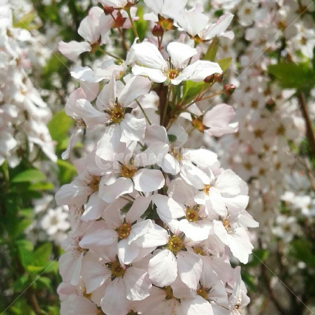 plant, 식물, flower, 꽃, blossom, 사진,이미지,일러스트,캘리그라피 - Jade Choi작가