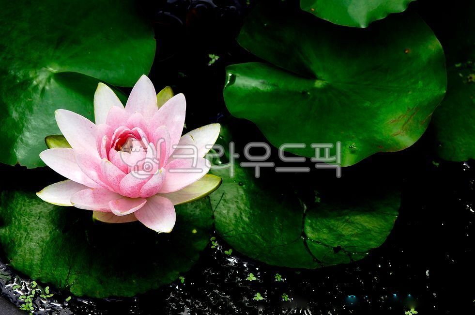 plant, 식물, lily, 백합, flower, 사진,이미지,일러스트,캘리그라피 - 하느님의 아들작가