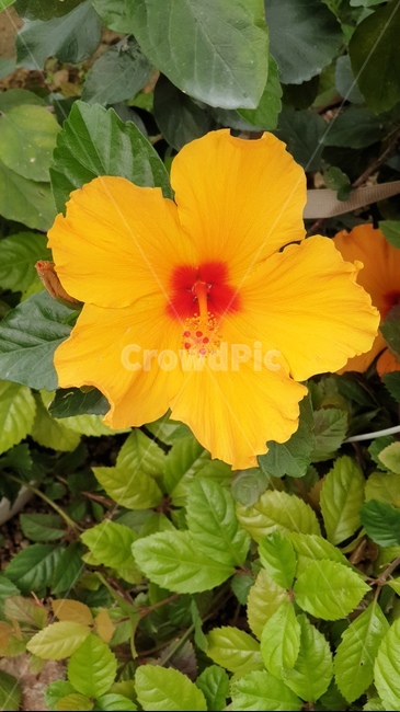 꽃, 노란꽃, 식물, flower, yellow, 사진,이미지,일러스트,캘리그라피 - 나비작가