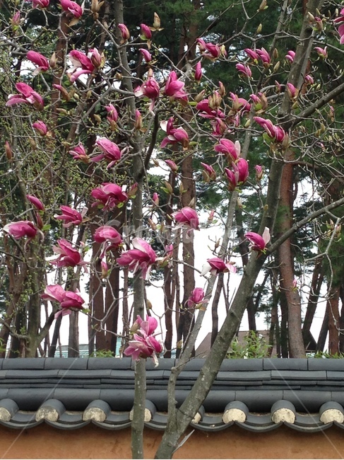 허난설헌생가, 허난설헌, 허균생가, 허균, 목조건축, 사진,이미지,일러스트,캘리그라피 - bedro작가