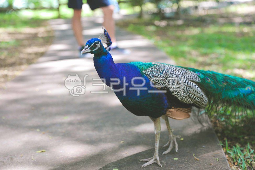 카젤라파크, 모리셔스, mauritius, 아프리카, 동물원, 사진,이미지,일러스트,캘리그라피 - chw0118작가